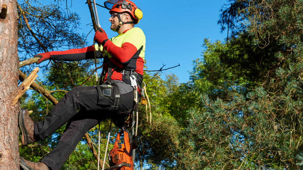 Construction - Basic Arborist Training - OMNIA TRAINING